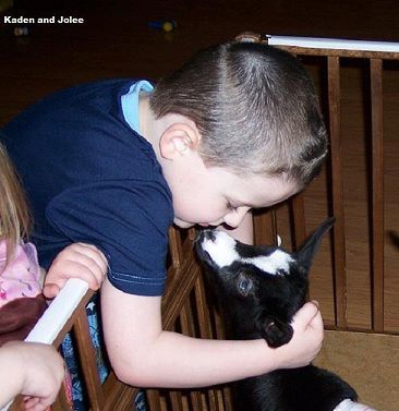 Goats As Pets (Part 3) - GoatWorld Articles - GOATWORLD.COM