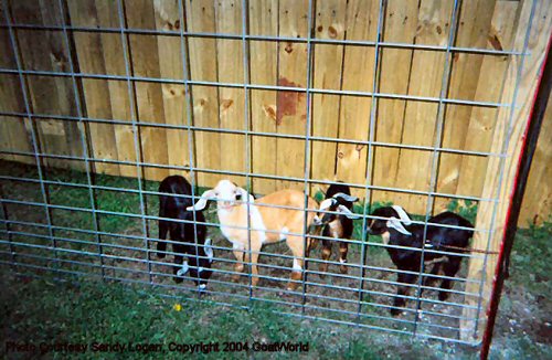 Send A GoatWorld.Com GoatCard Page 1