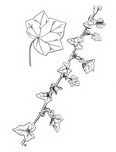 English Ivy Drawings