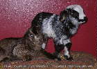GoatWorld Articles Library - GOATWORLD.COM