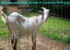GoatWorld Articles Library - GOATWORLD.COM